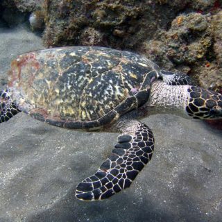Hawksbill Sea Turtle Facts and Pictures