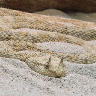 Philippine Cobra Facts and Pictures