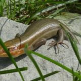 Broad-headed Skink Facts and Pictures