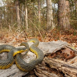 Speckled Kingsnake Facts and Pictures