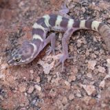 Western Banded Gecko Facts and Pictures