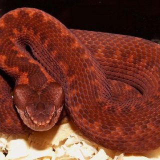 Golden Lancehead Viper Facts and Pictures