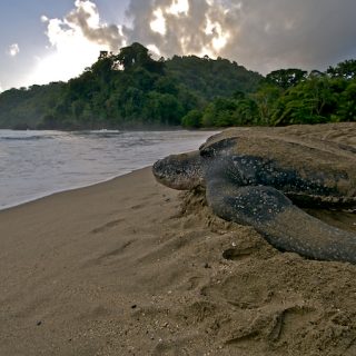 Leatherback Sea Turtle Facts and Pictures