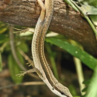 Long Tailed Lizard Facts and Pictures
