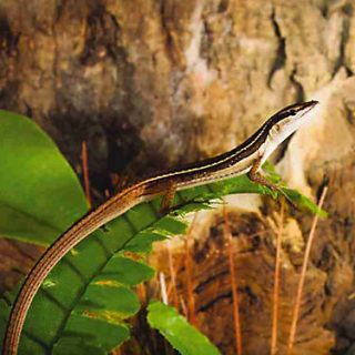Long Tailed Lizard Facts and Pictures