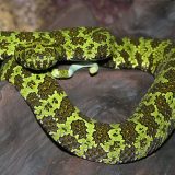 Mangshan Pitviper Facts and Pictures