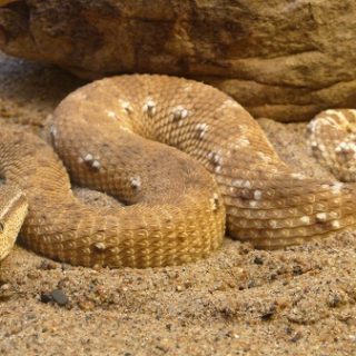 McMahon's Viper Facts and Pictures