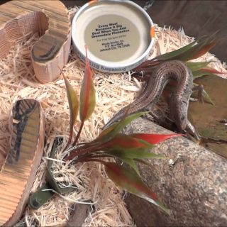 Northern Alligator Lizard Facts and Pictures