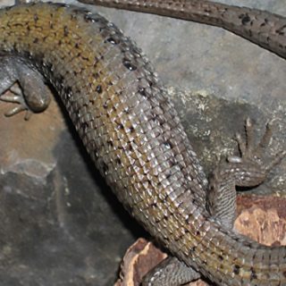 Northern Alligator Lizard Facts and Pictures