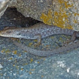 Northern Alligator Lizard Facts and Pictures