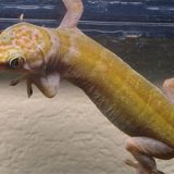 Golden Gecko Facts and Pictures