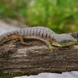 Southern Alligator Lizard Facts and Pictures