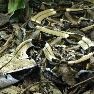 Gaboon Viper Facts and Pictures