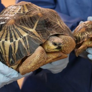 Radiated Tortoise Facts and Pictures