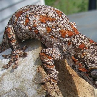 Gargoyle Gecko Facts and Pictures