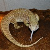 Savannah Monitor Facts and Pictures