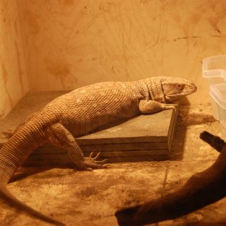 Savannah Monitor Facts and Pictures