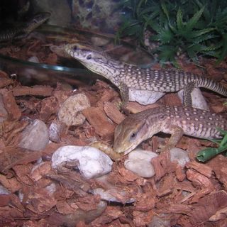 Savannah Monitor Facts and Pictures