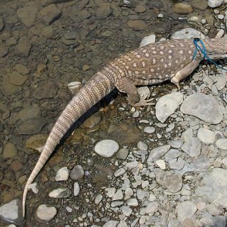 Savannah Monitor Facts and Pictures
