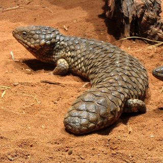Western Skink Facts and Pictures