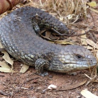 Shingleback Skink Facts and Pictures