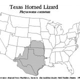 Texas Horned Lizard Facts and Pictures