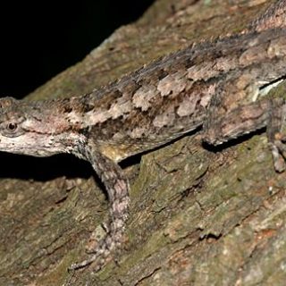 Texas Spiny Lizard Facts and Pictures