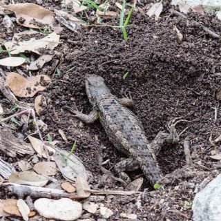 Texas Spiny Lizard Facts and Pictures