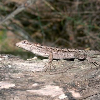 Texas Spiny Lizard Facts and Pictures