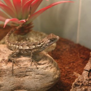 Texas Spiny Lizard Facts and Pictures
