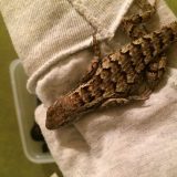 Texas Spiny Lizard Facts and Pictures