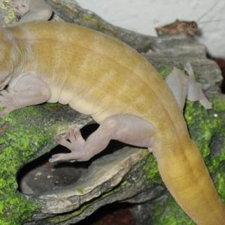 Golden Gecko Facts and Pictures