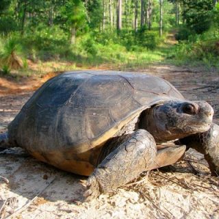 Gopher Tortoise Facts and Pictures