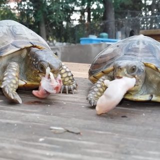 Three-toed Box Turtle Facts and Pictures