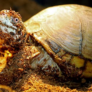 Three-toed Box Turtle Facts and Pictures