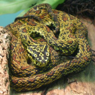 Glossy Snake Facts and Pictures