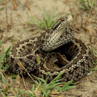 Tiger Snake Facts and Pictures
