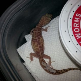 Western Banded Gecko Facts and Pictures