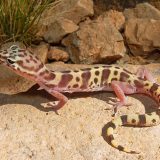 Western Banded Gecko Facts and Pictures