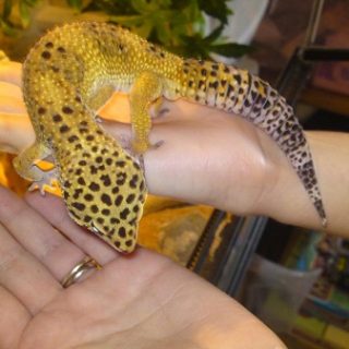 Leopard Gecko Facts and Pictures
