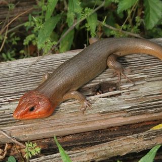 Broad-headed Skink Facts and Pictures
