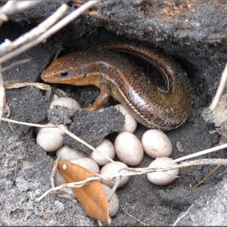 Broad-headed Skink Facts and Pictures