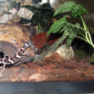 Chinese Cave Gecko Facts and Pictures