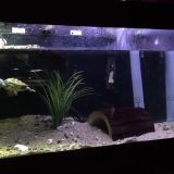 Diamondback Terrapin Facts and Pictures