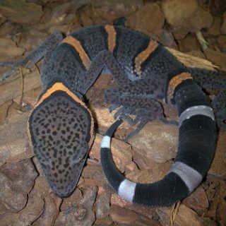 Chinese Cave Gecko Facts and Pictures