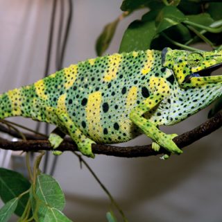 Chameleons: Facts and List of Types With Pictures - Reptile Fact