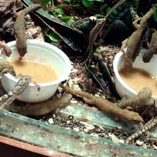 Mourning Gecko Facts and Pictures