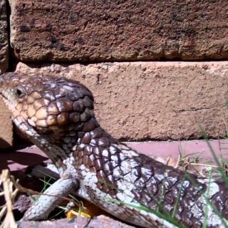 Shingleback Skink Facts and Pictures