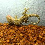 Tokay Gecko Facts and Pictures