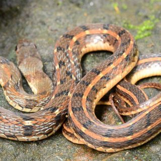 Buff Striped Keelback Facts and Pictures